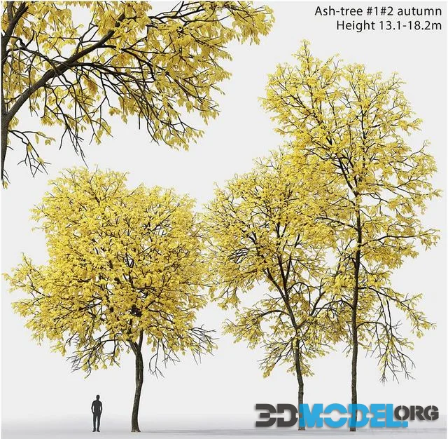 3D Model – Ash 13,1-18,2
