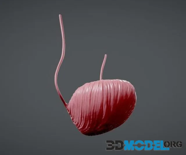 3D Model – Bladder Anatomy