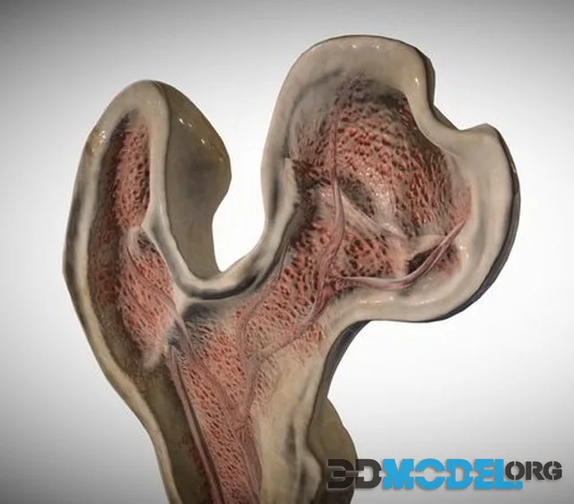 3D Model – Bone CS (PBR)