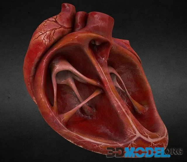 3D Model – Human Heart (PBR)