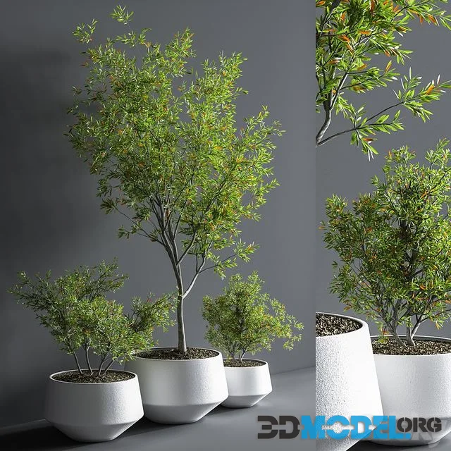 3D Model – Indoor_Set_Plant_08