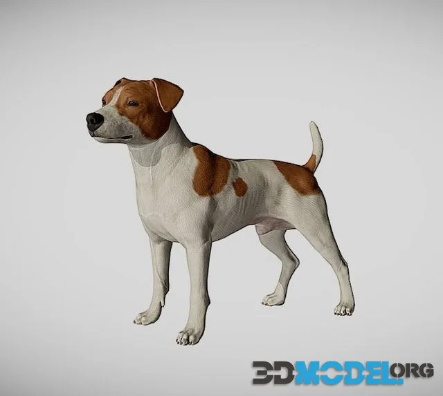 3D Model – Jack Russel