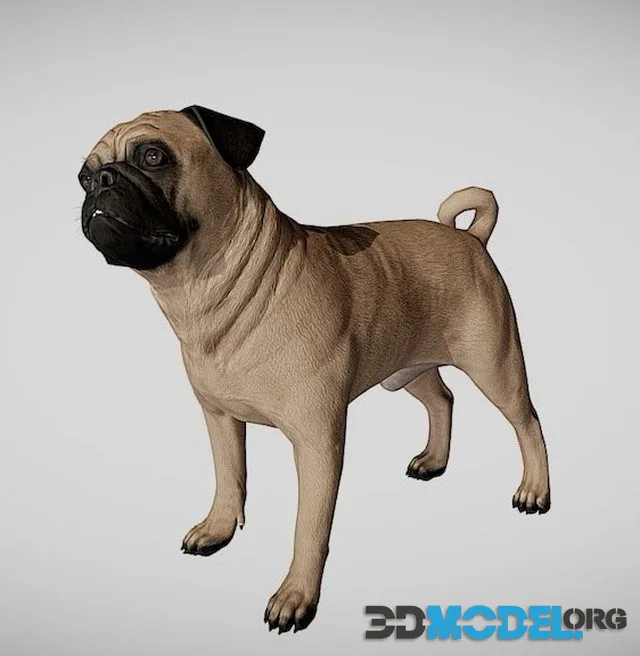 3D Model – Pug (PBR)
