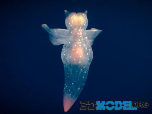 3D Model – Sea Angel (PBR)