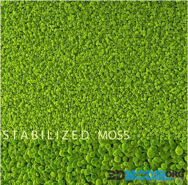 3D Model – Stabilized Moss