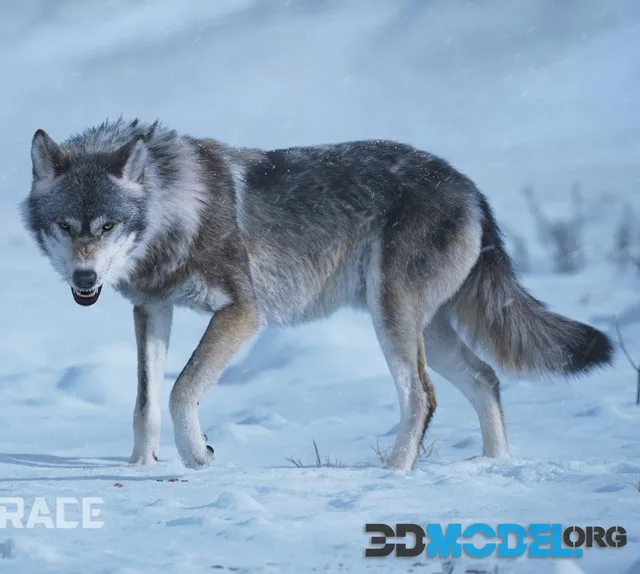 3D Model – Wolf Animation