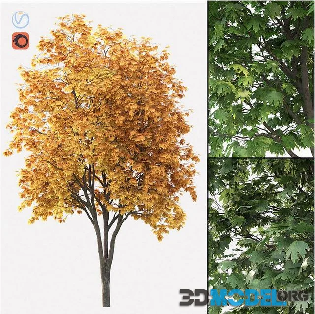 3D Model – Acer 003