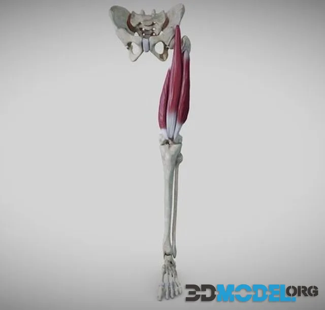 3D Model – Extensors Of The Thigh