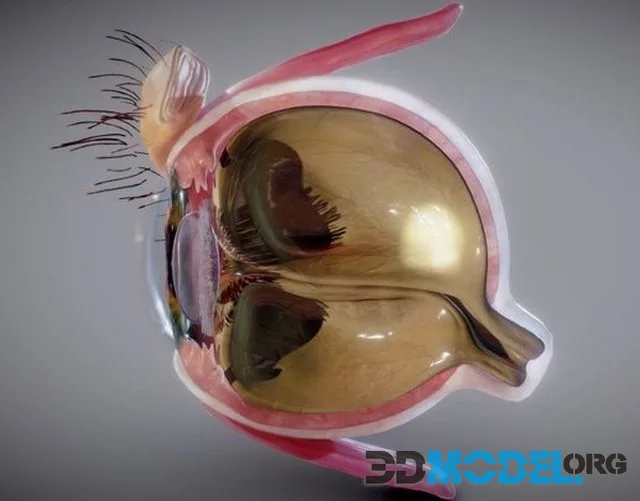 3D Model – Eye Cross Section