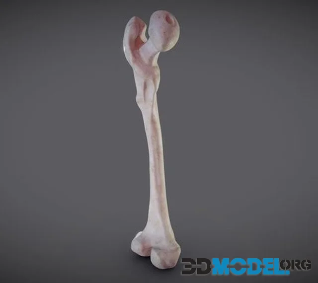 3D Model – Femur