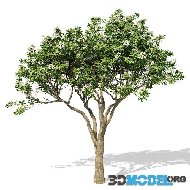 3D Model – Magnolia Tree