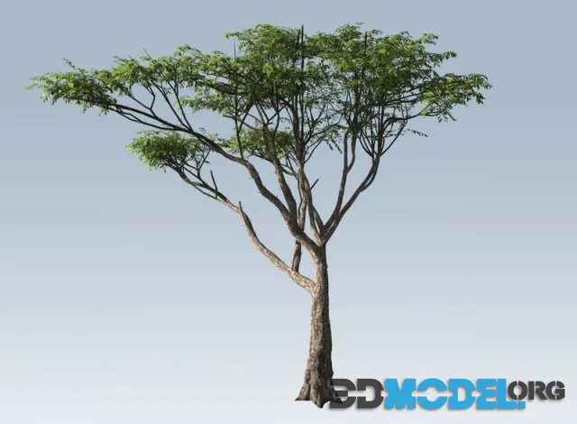 3D Model – Acacia tree