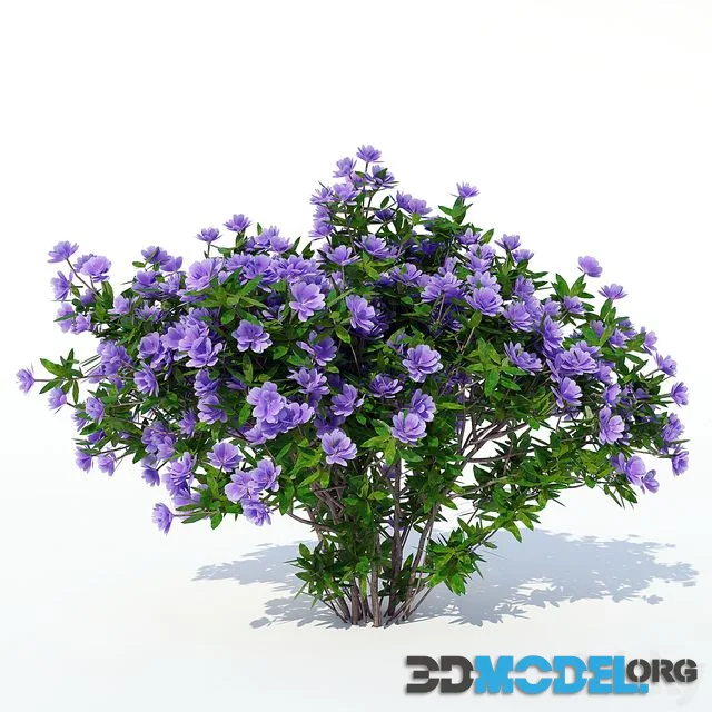 3D Model – Azalea 003