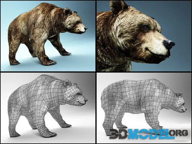 3D Model – Bear