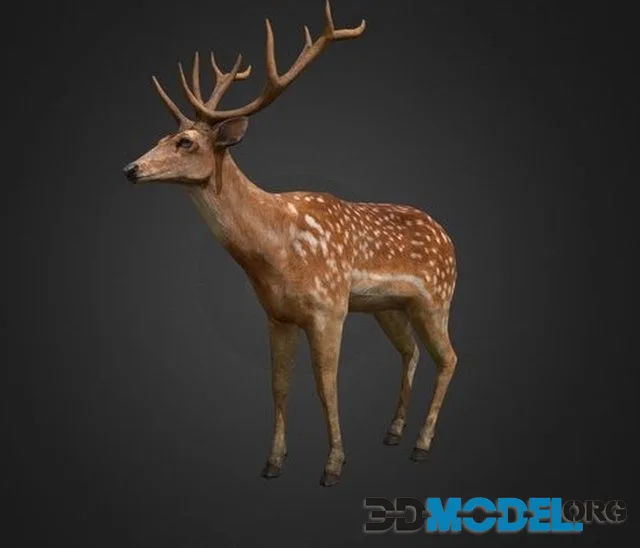 3D Model – Deer Stag