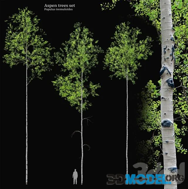 3D Model – Aspen tree set