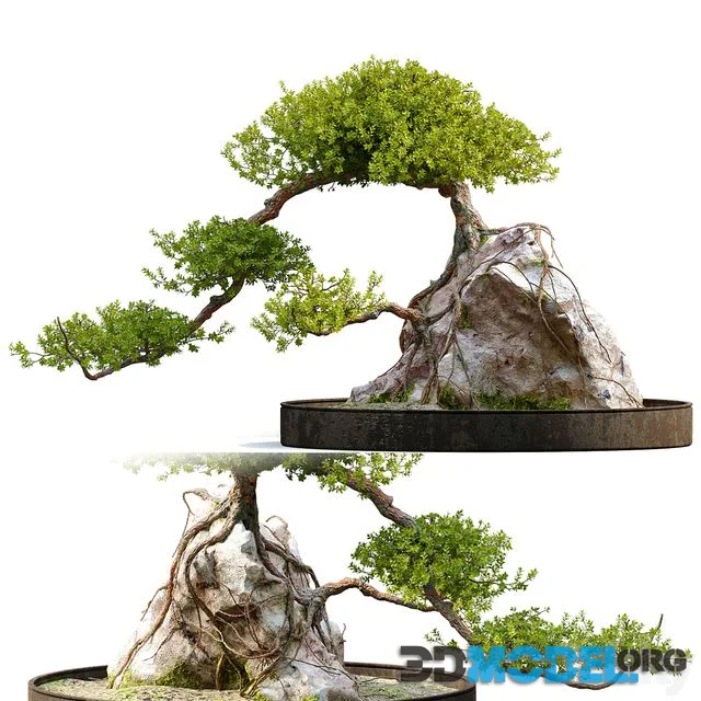 3D Model – Bonsai plant_04