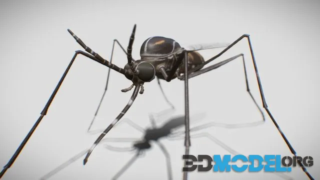 3D Model – Mosquito (PBR)