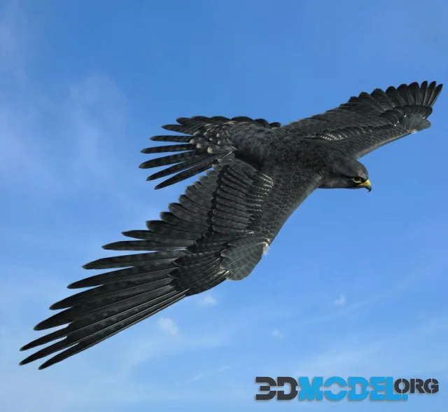 3D Model – Peregrine Falcon (PBR)