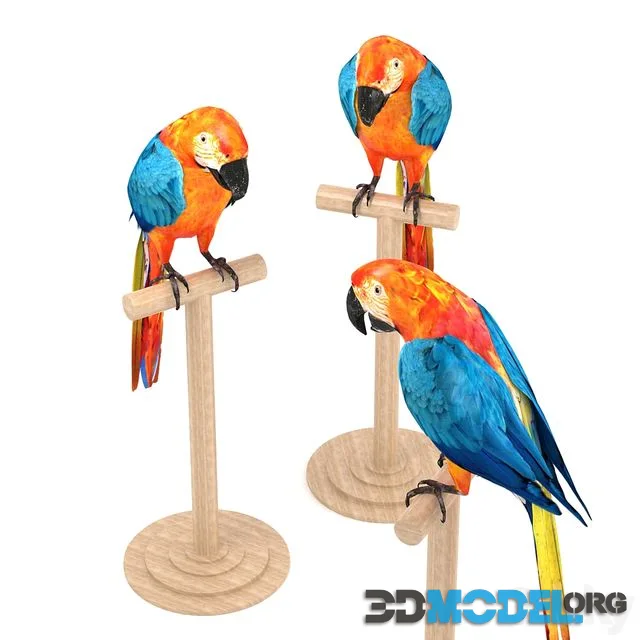 3D Model – Macaw