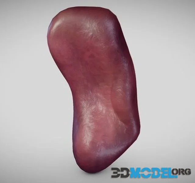 3D Model – Spleen (PBR)