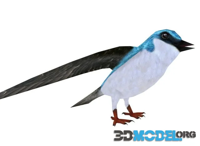 3D Model – Swallow (PBR)