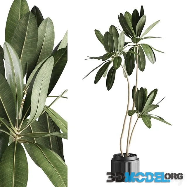3D Model – Ficus 001