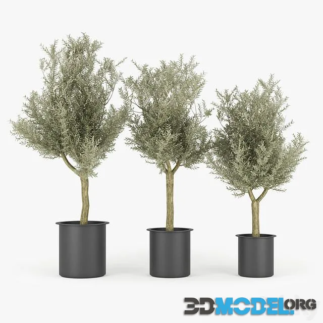 3D Model – Olive Tree