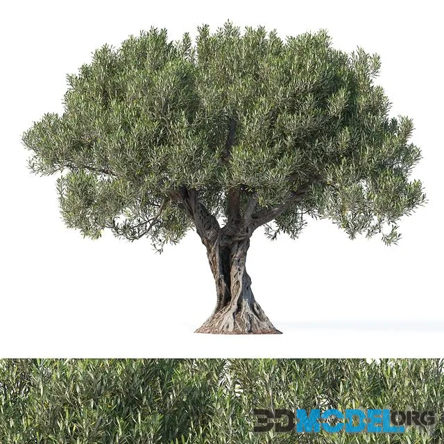 3D Model – Olive tree 8