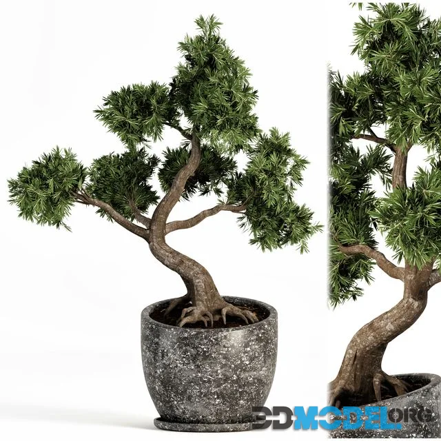 3D Model – Plant bonsai-01