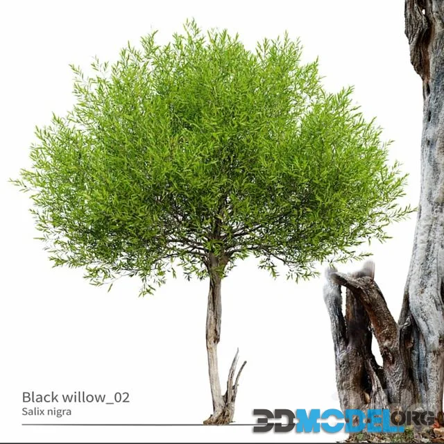 3D Model – Black willow_02