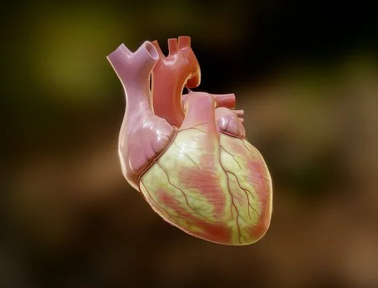 3D Model – Human Heart (PBR)