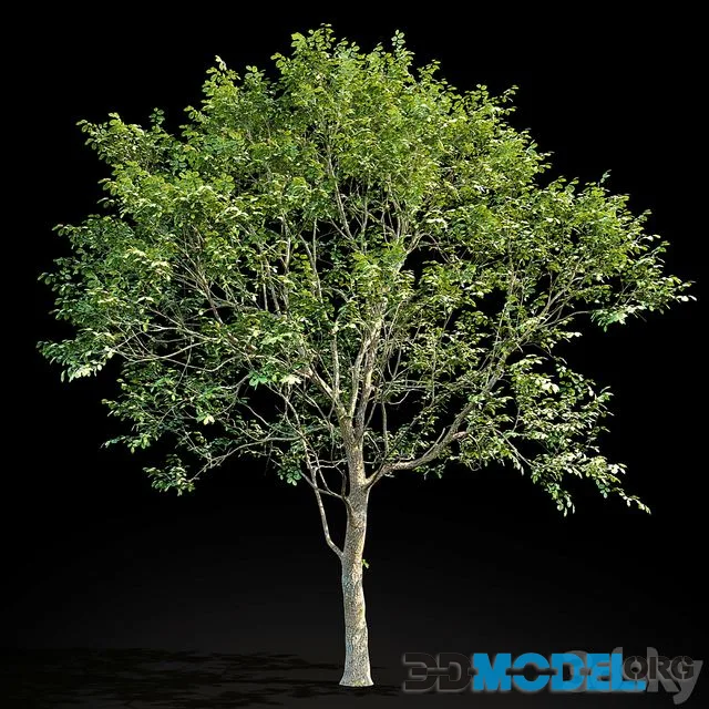 3D Model – Elm (Elm) 8 m