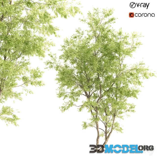 3D Model – Jam tree