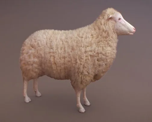 3D Model – Sheep Test (PBR)