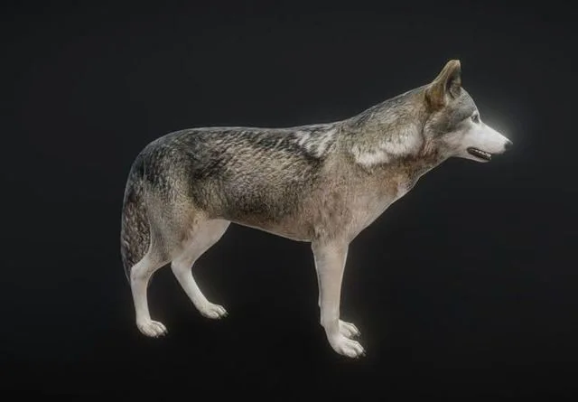 3D Model – 82 complete animated wolf sets Low-poly (PBR)