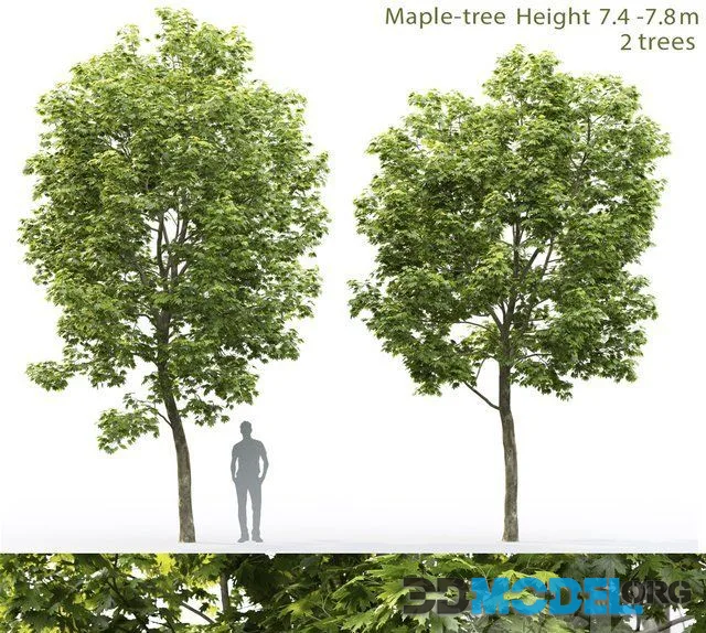 3D Model – Maple tree 7.4-7.8