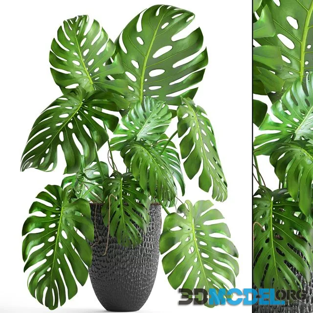 3D Model – MONSTERA 6 BIG