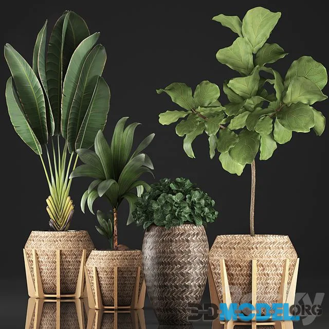 3D Model – Plant collection 348