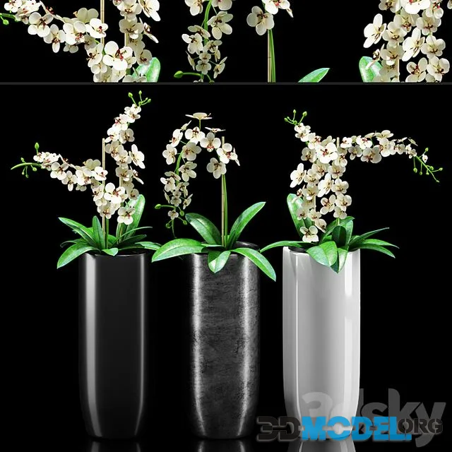 3D Model – Plants 216