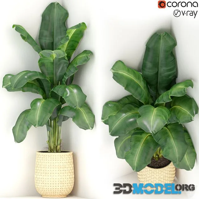 3D Model – Plants collection 313
