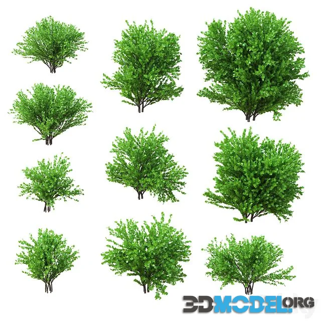 3D Model – A set of bushes. 10 models. v2