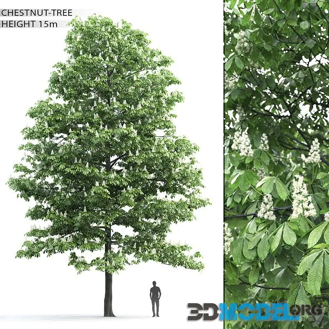 3D Model – Chestnut Height15 m