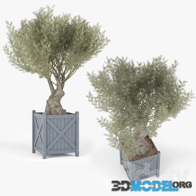 3D Model – Olea europaea