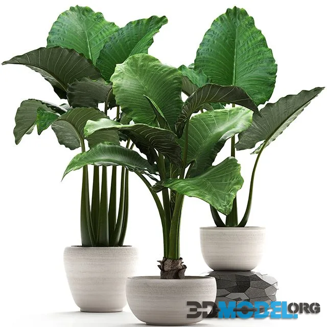 3D Model – Plant collection 263