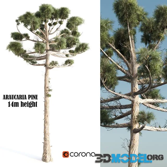 3D Model – ARAUCARIA PINE-corona