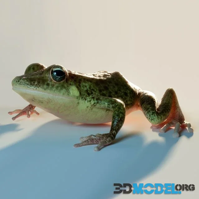 3D Model – Frog