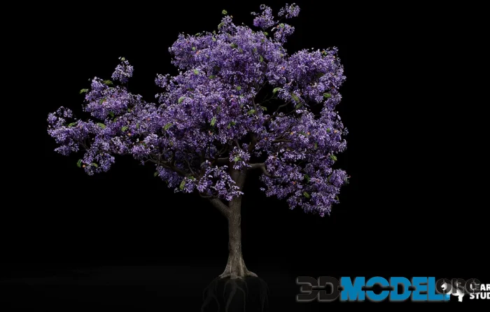 Unreal Engine asset – Jacaranda Tree 01 ( Jacaranda Tree Plant Foliage ...