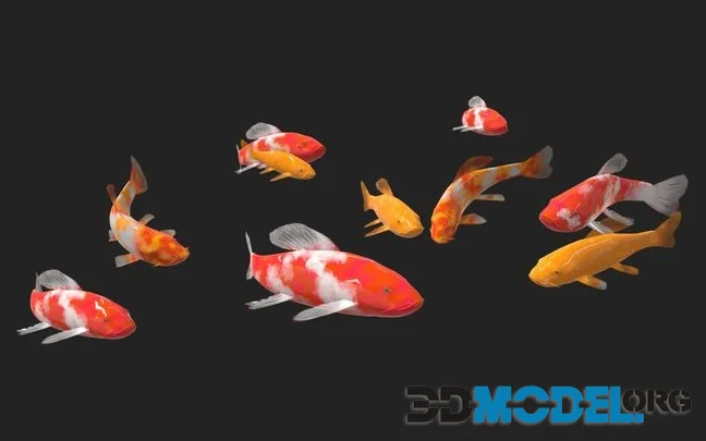 3D Model – Koi Fish (PBR)