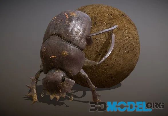 3D Model – Animated Dung Beetle (PBR)